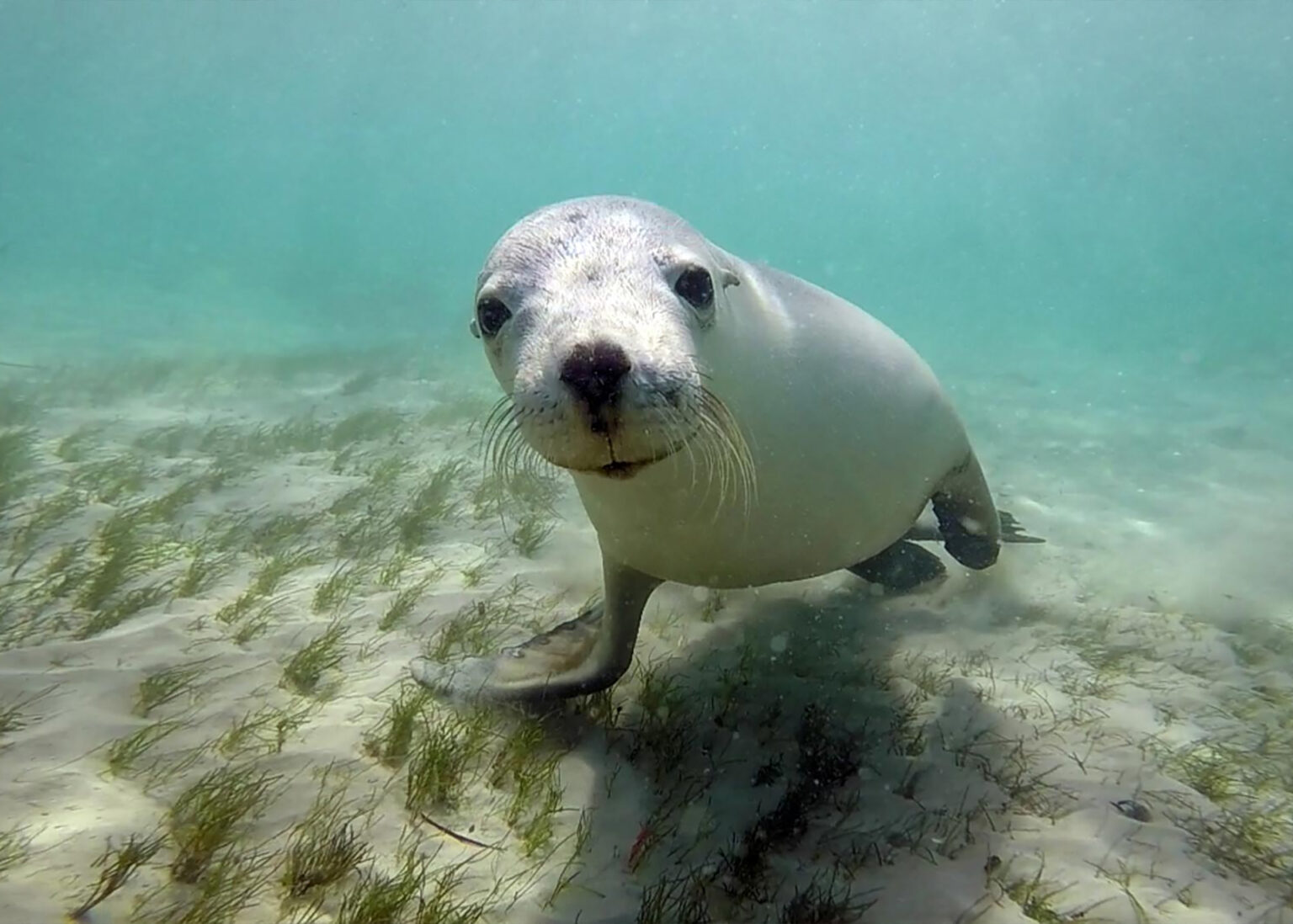 Top 10 Dive Sites in South Australia | Diving Adelaide